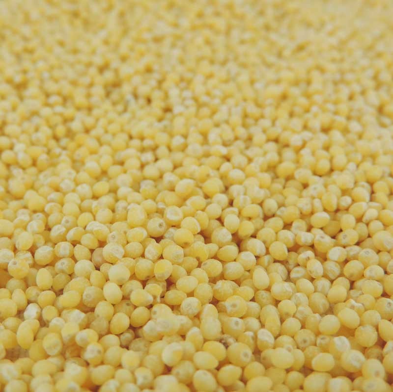 CEREALES, GRANOS Y SEMILLAS - MIJO ECOLÓGICO - Granel Arte